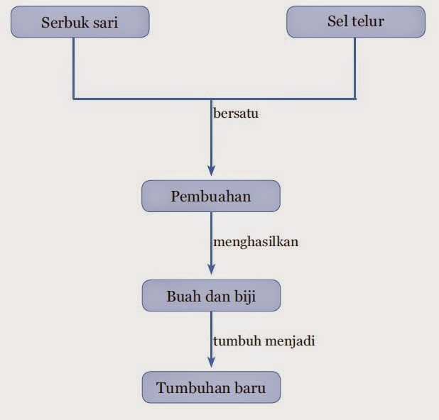 Jelaskan Proses Perkembangbiakan Secara Kawin Generatif pada Tumbuhan!