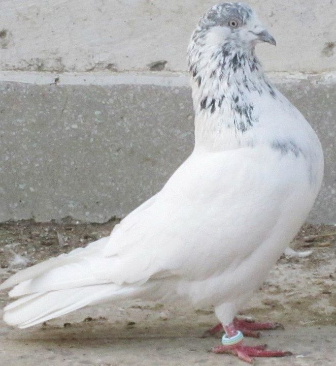 Pakistani Tipplers | Pigeons Eyes Pics ~ Pigeons Photos | Pigeons Care ...