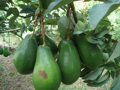 Mwambegele: PARACHICHI