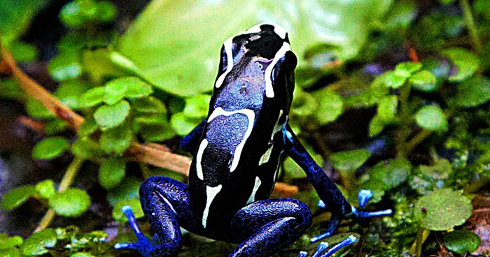 FOTO NATURA HUESCA 2: DENDROBATIDO Dendrobatidae Edward Drinker Cope ...