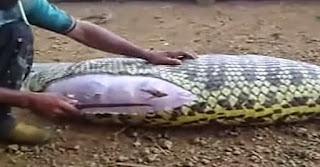 Gist More: VIDOE: You Will Not Believe What Was Found In This Anaconda ...