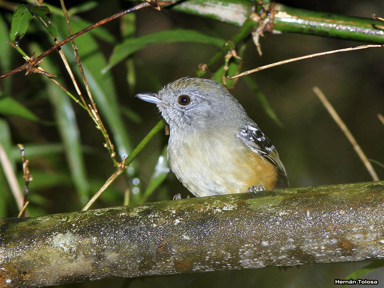 Aves de Argentina: Choca común (Thamnophilus caerulescens)