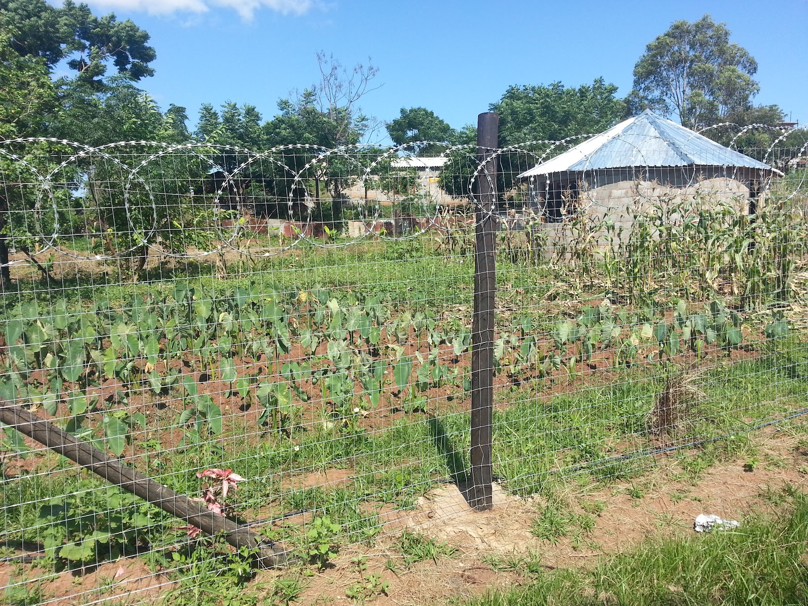 Amadumbe or Madumbis: a Traditional Harvest of Rural KwaZulu-Natal