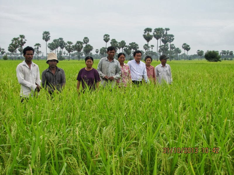 Angkor Rice News