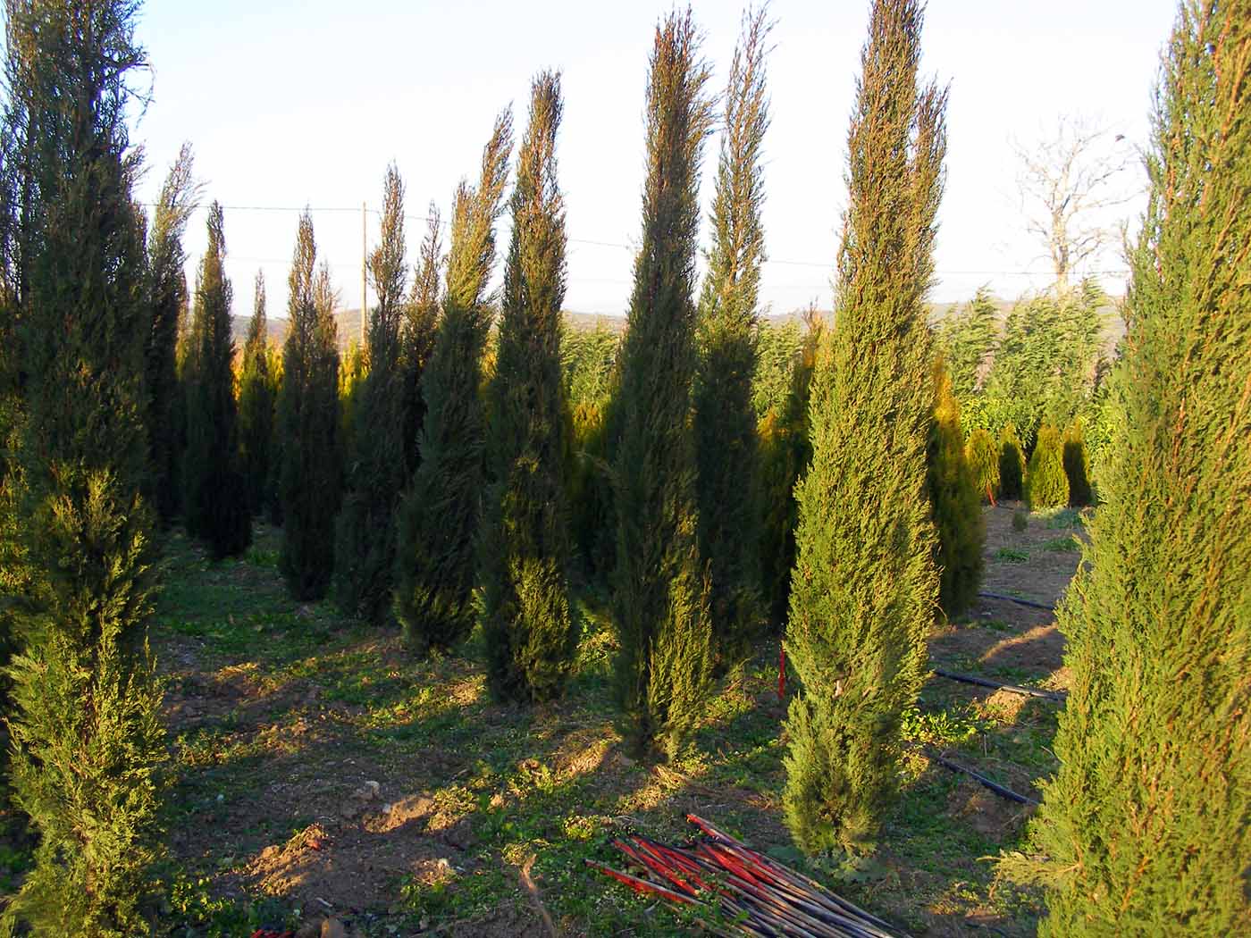 Φυτώρια Άκης Καλλιανίδης: Κυπαρίσσι (Cupressus Sempervirens Pyramidalis)