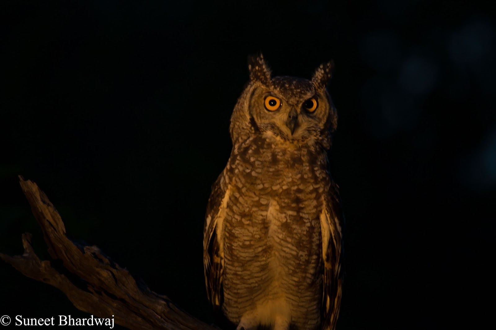 flying beauties of himachal pradesh: Raptors,the ultimate Hunters