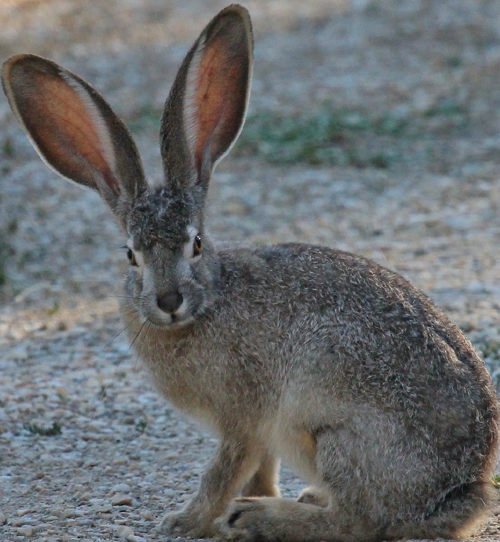 Chinese Horoscope - Rabbit or Hare - Famous People