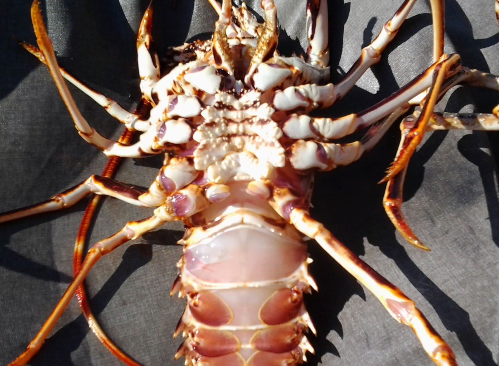 Langosta común eropea o mediterránea