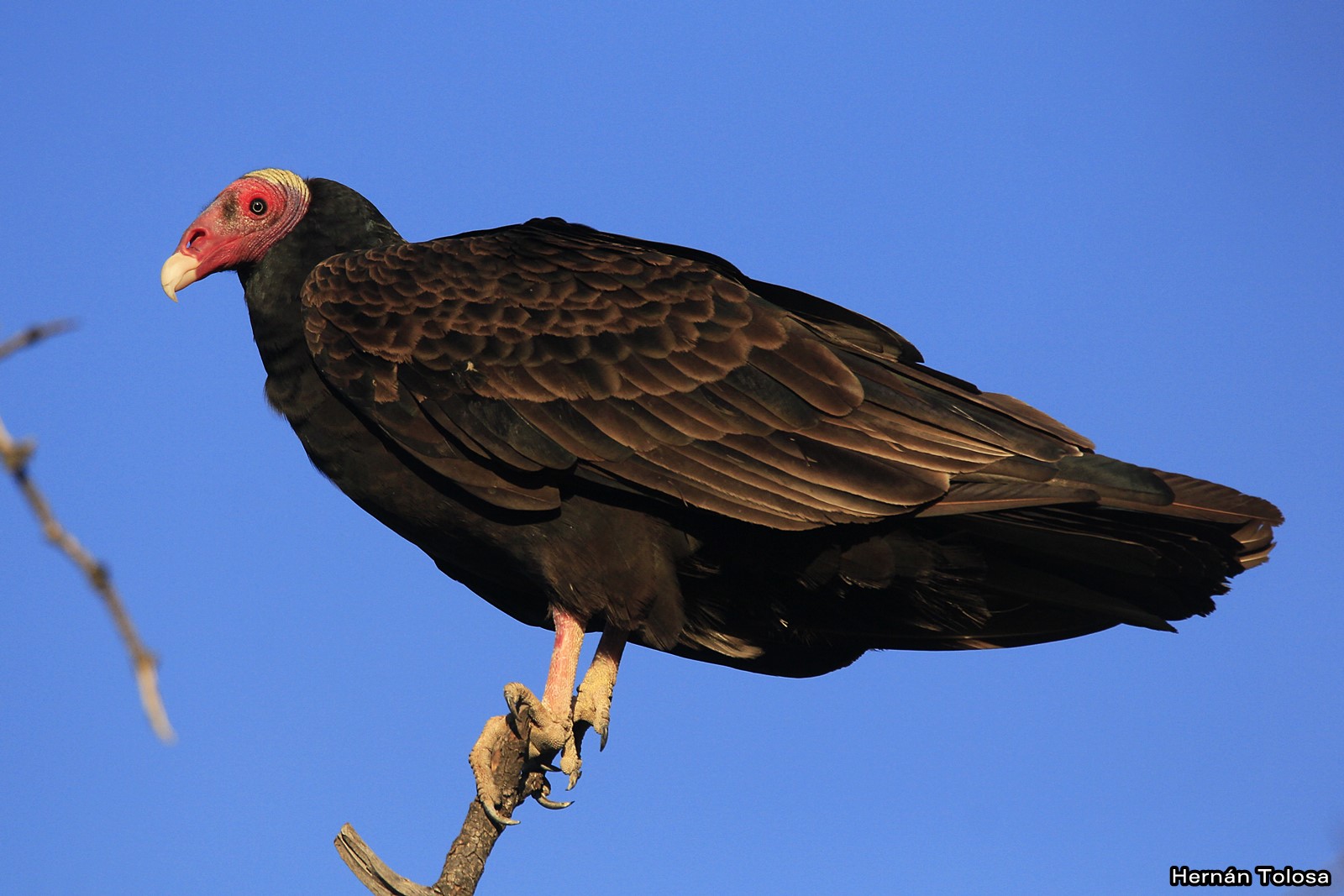 Aves de Argentina: Amanecer con jotes