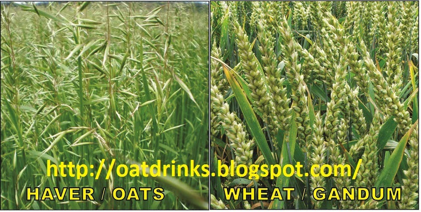 TENTANG OAT | Oatdrink Indonesia