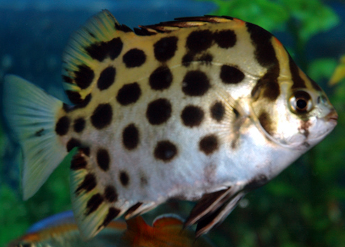 Ini Dia Ikan Hias Ruby Scat yang Cantik Serta Mudah Pemeliharaannya