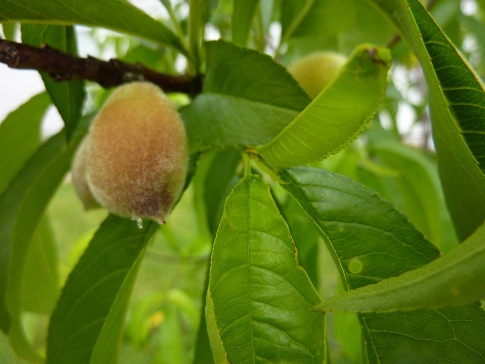 Cozy Thyme Cottage: Herb & Veggie Harvest, Toad, Comfrey Tea & Fruit