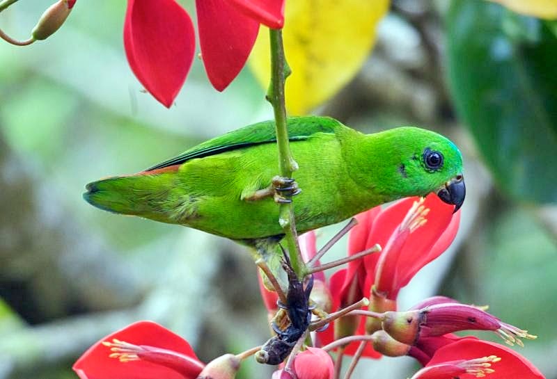 Merawat Burung Serindit Bakalan ~ Ocehan burung