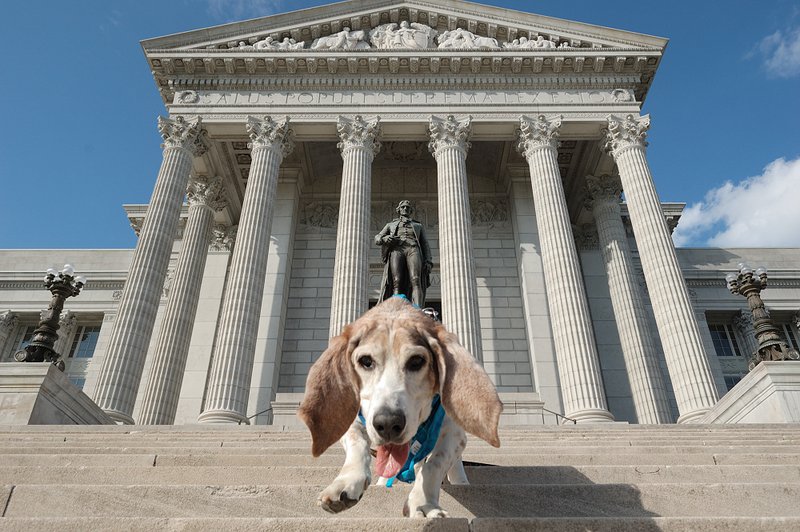 Jake's Takes: Basset Thoughts: Jake for President