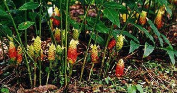 Manfaat tumbuhan bangle