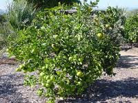 LIMAU GEDANG - Anak Pertanian