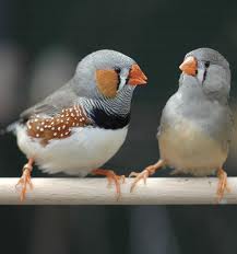 hobby - papagali: CINTEZELE