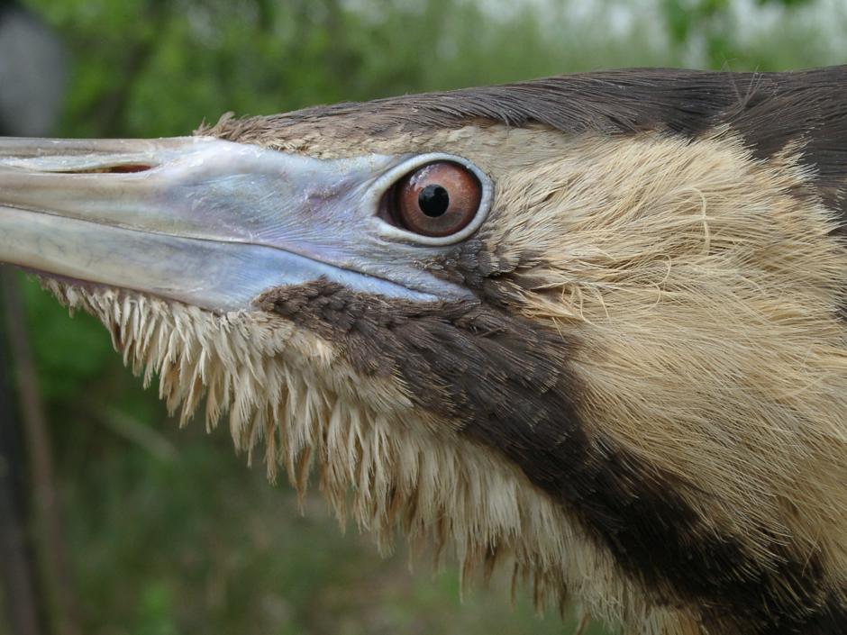 ACravan: BITTERN STORM OVER ULM