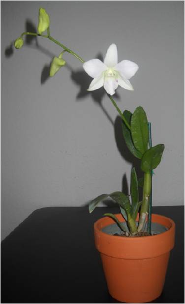 La Doctora De Las Plantas: Orquídeas, colocación de tutores