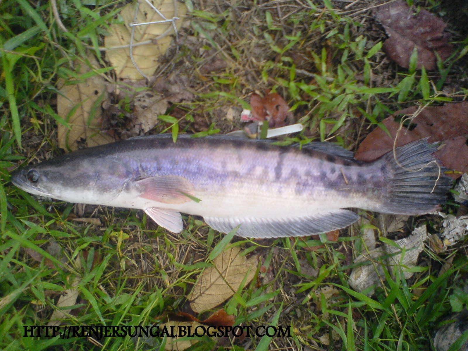 Renjer Sungai: INFO TENTANG IKAN TOMAN.