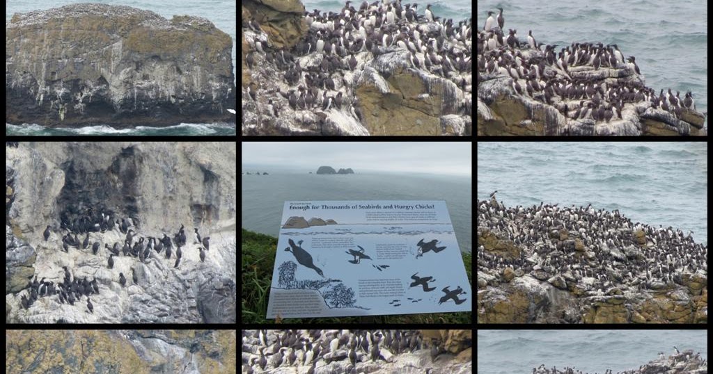 Viewing nature with Eileen: Common Murre Lifer