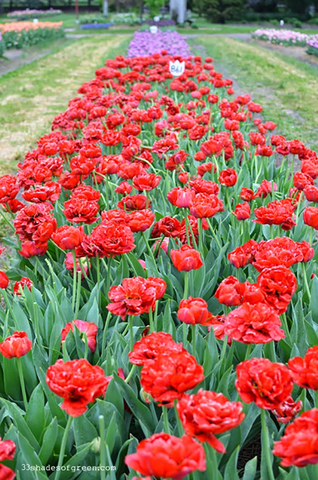 33 Shades of Green: A Walk Through the Tulips