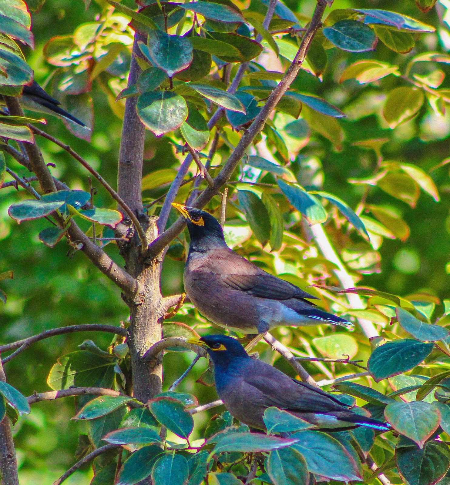 Cannundrums: Common Myna
