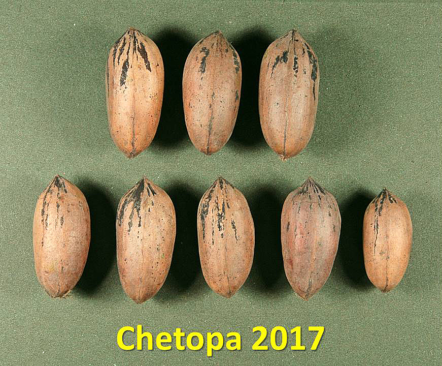 Northern Pecans: 2017