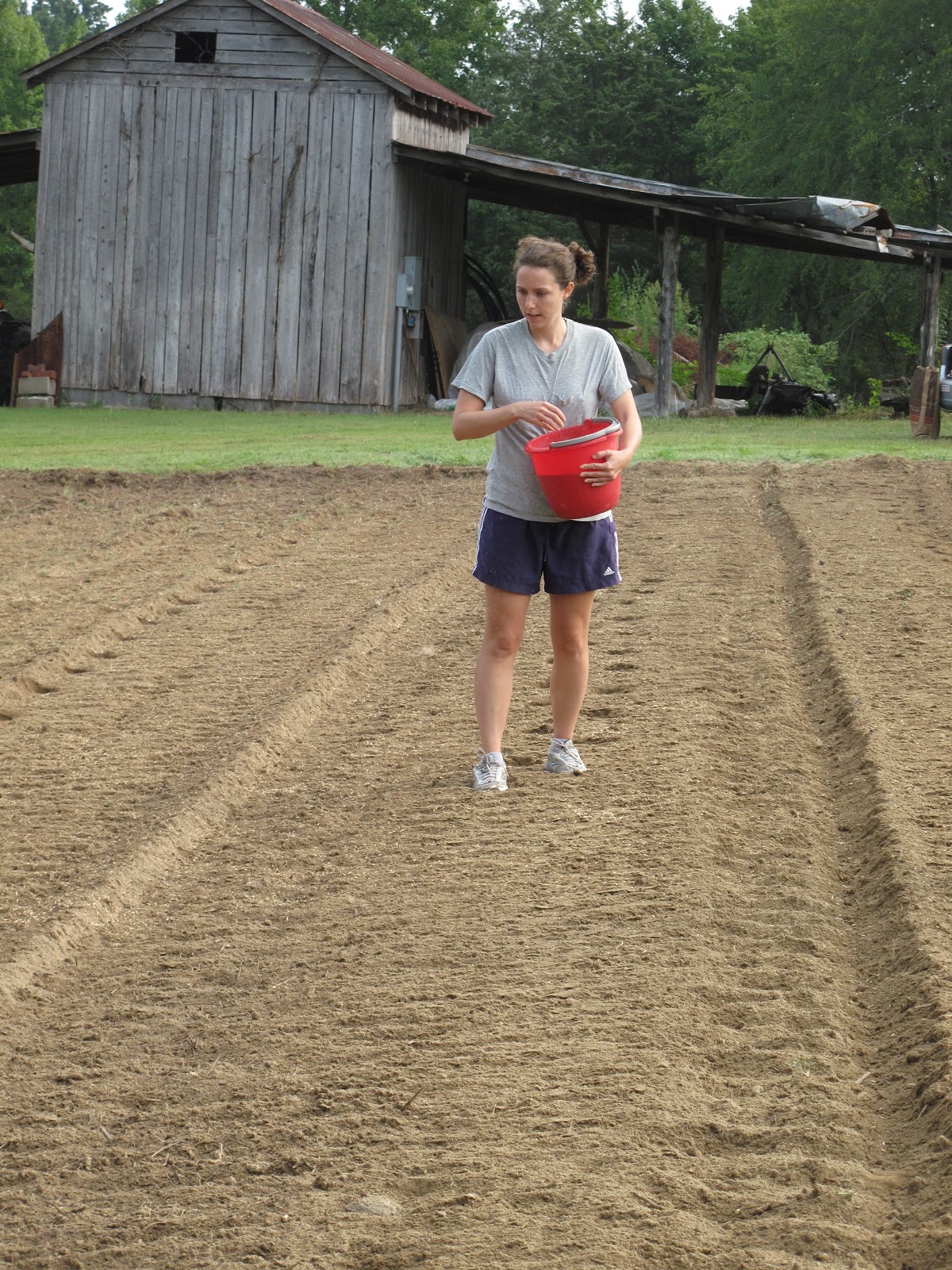 Wings of Dawn Farm: Sowing Oats
