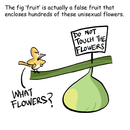 Green Humour: How the Fig Wasp runs the Fig Empire