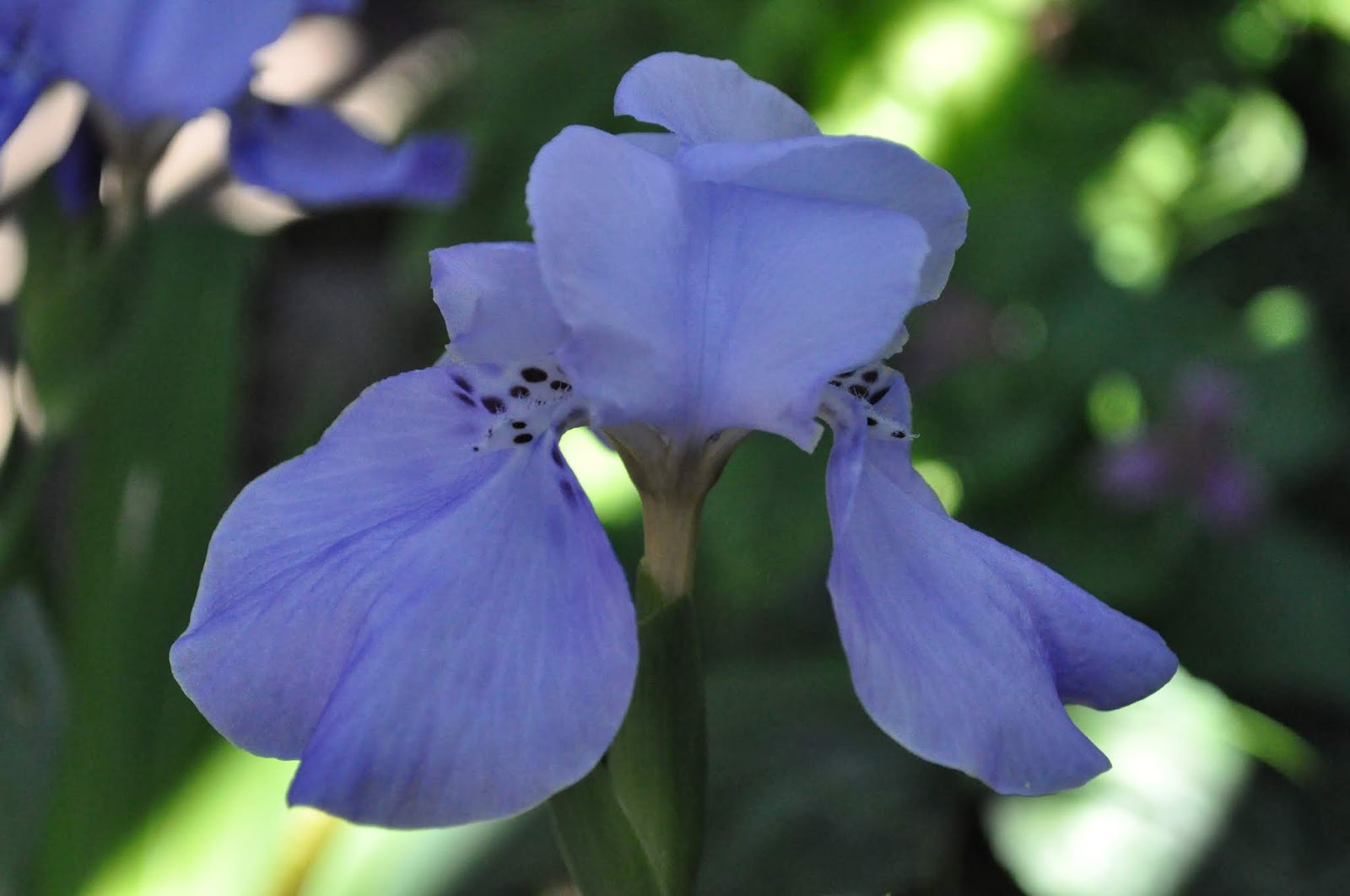 World of Irises: New Iris Species ‘Azure Blue’