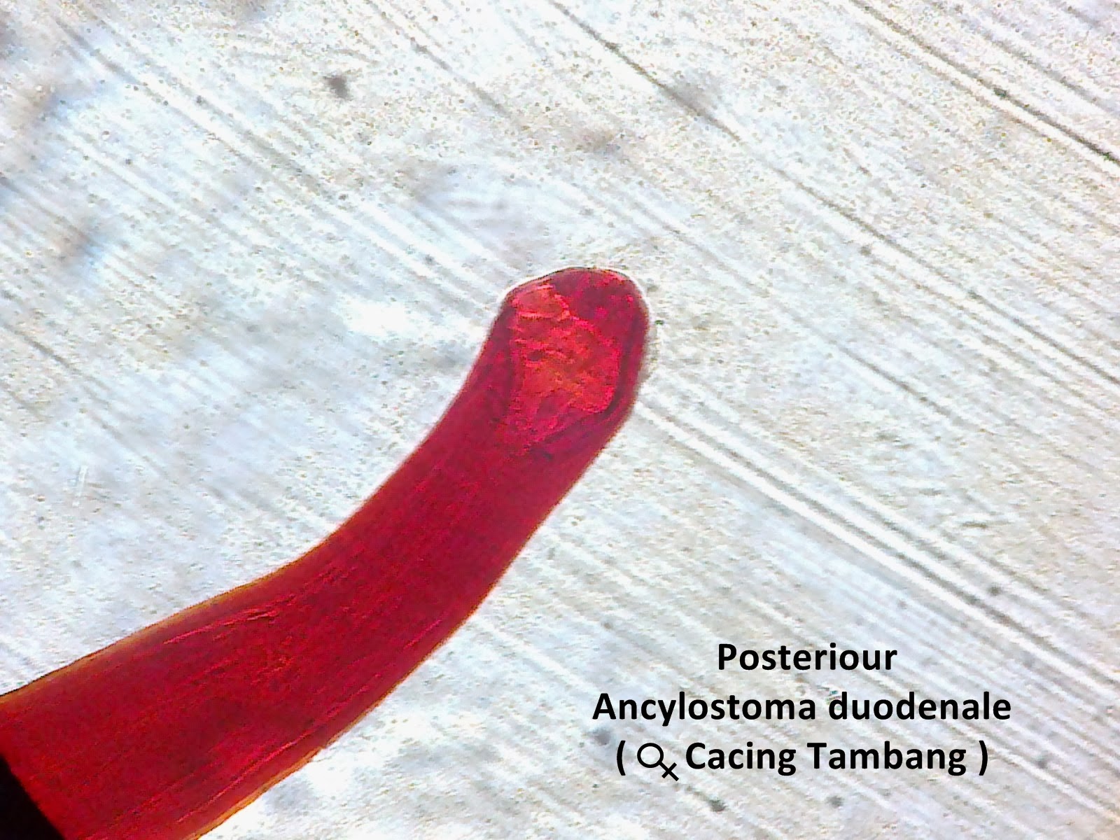 Rizqi Murtafi'ah: Preparat Awetan Cacing