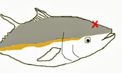 Bleeding a fish technique - BigTackleBox