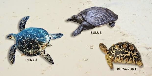 Perbedaan Kura-kura, Penyu dan Bulus ~ Pencinta Kura-kura
