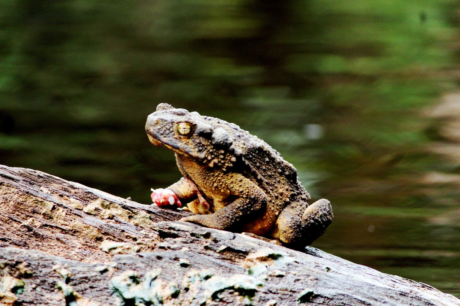 BIRD GROUP TAMAN NEGARA: The Giant Toad