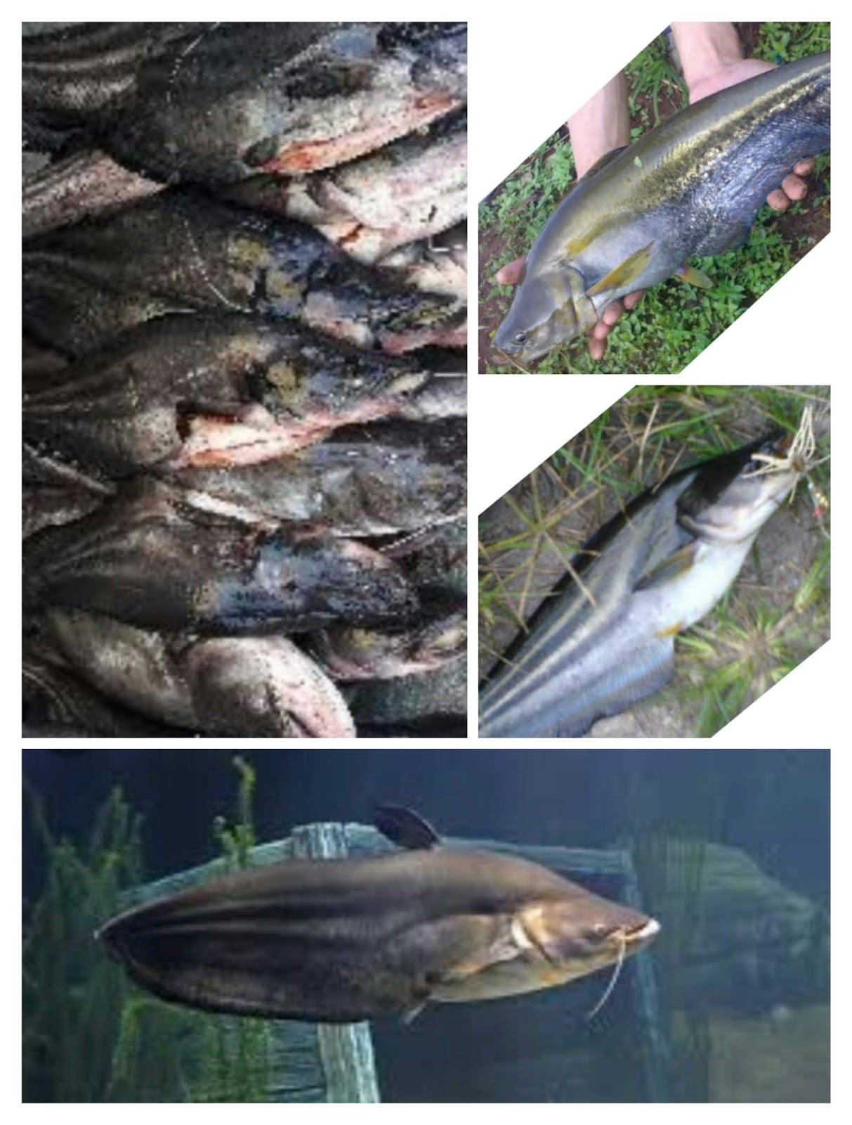 MUSLIM HOMEPAGE: Ikan Tapah Rawa (Wallago attu)