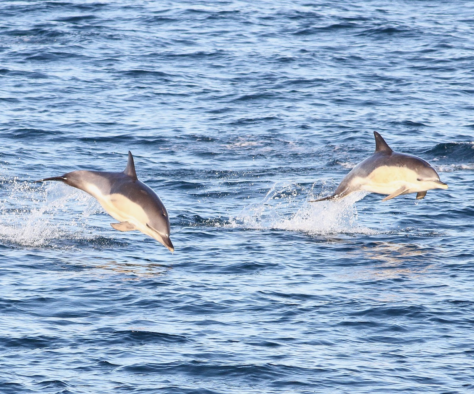 Birding Poole Harbour & Beyond: 17 Oct 15 - Short-beaked Common Dolphins