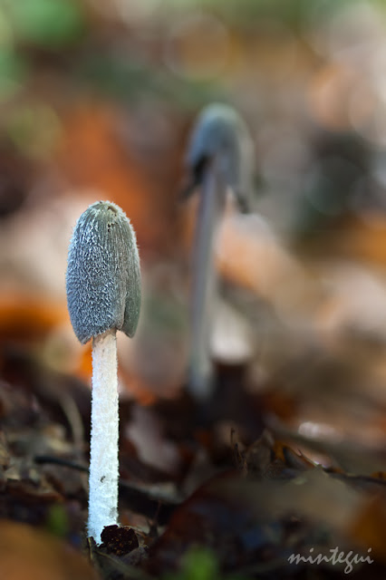 Mintegui - Argazkiak: Coprinus lagopus