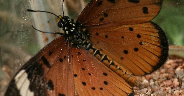 South African Photographs: White-barred Acraea - Female (Hyalites encedon)