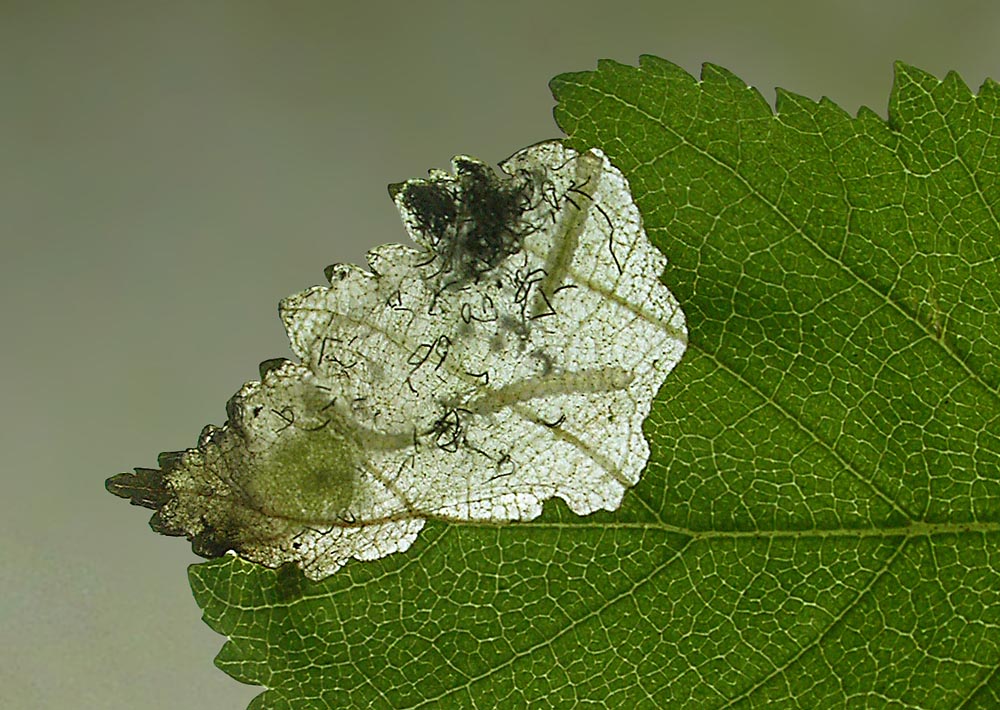 Charlie's moths of Calderdale.: ERIOCRANIIDAE