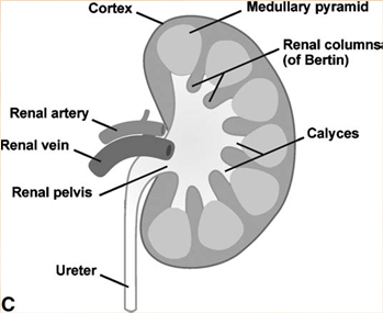 MBBS Medicine (Humanity First): Ultrasound of Kidneys