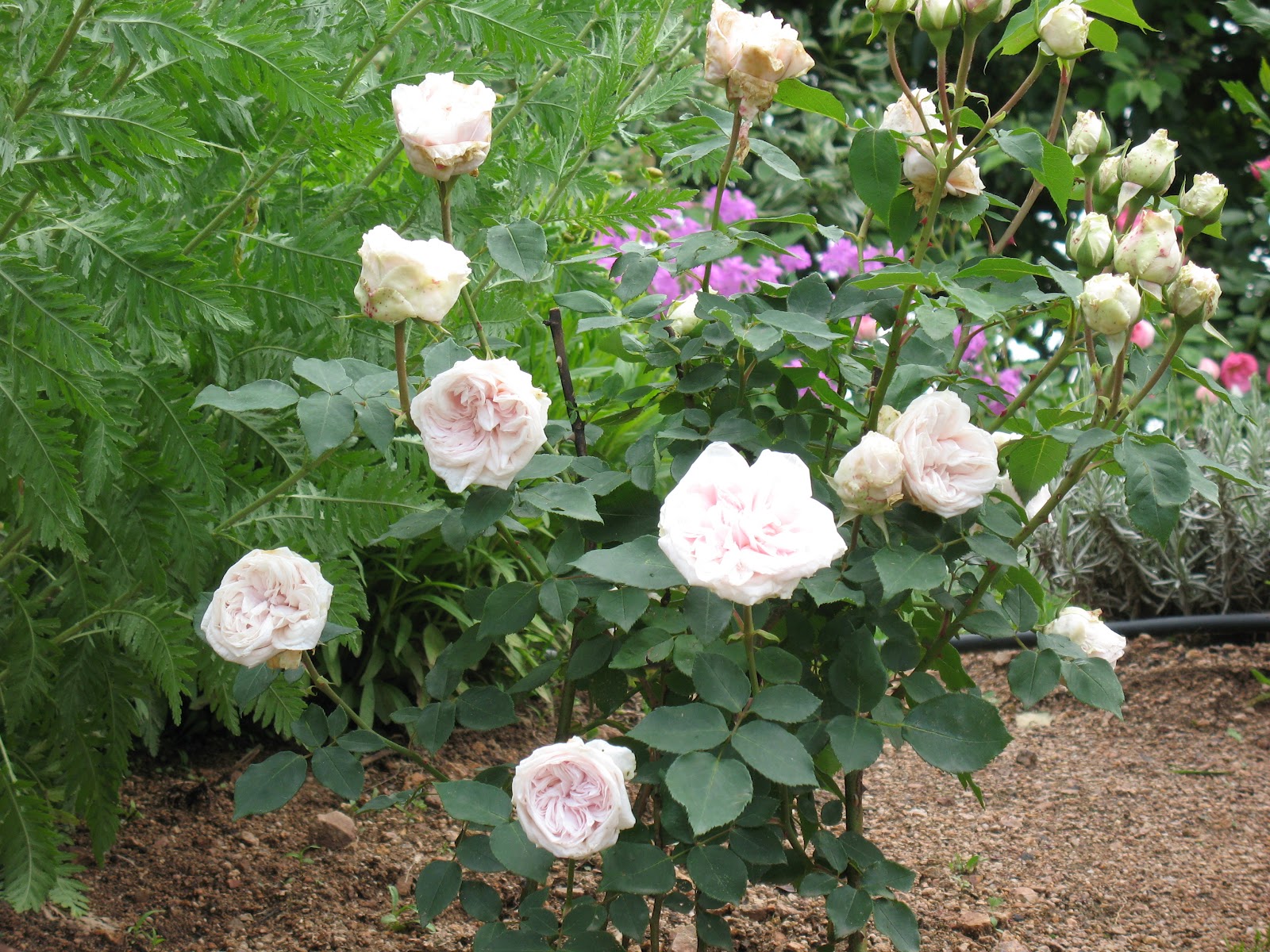 Roses du jardin Chêneland: Rosier "Souvenir de la Malmaison"