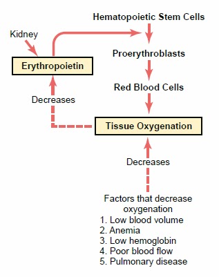 Erythropoiesis ~ Medicine Hack