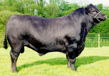 Begini Keunggulan Dan Ciri Fisik Sapi Aberdeen Angus