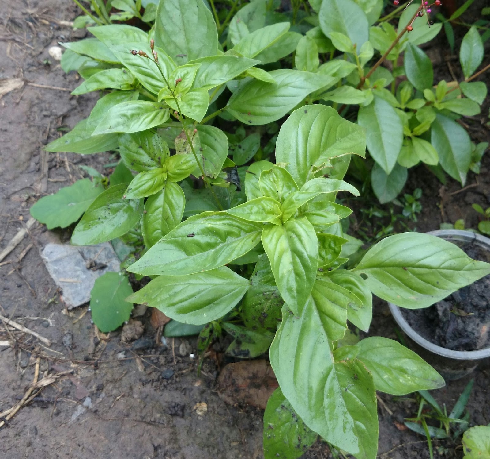 POKOK HERBA BASIL ITALI MEKAR DI KBR - Rangkuman Cara Bertanam Lengkap