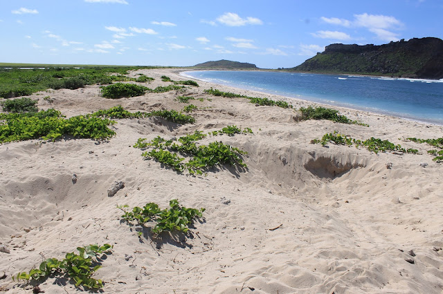 Biodiversidad de "El Bajío Profundo": ISLA CLARIÓN, ARCHIPIELAGO DE ...