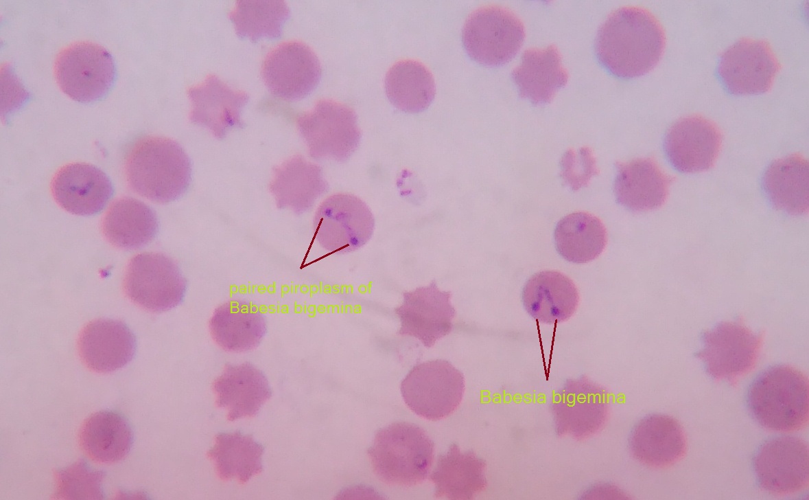 VETERINARY PARASITOLOGY: BABESIOSIS