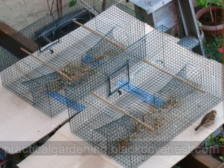 Practical Gardening: Homemade Bird Trap - Pre-Baiting Sparrows