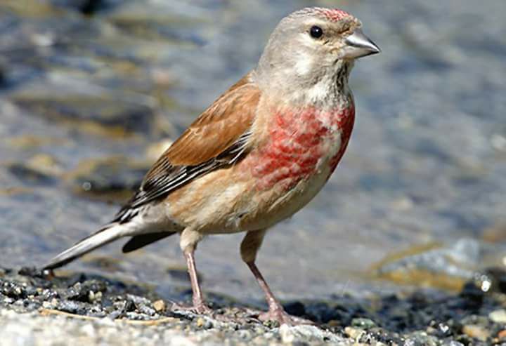 PARDILLO: PARDILLO = CAMACHO = JAMÁS