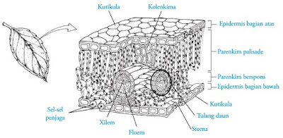 Struktur Dan Fungsi Daun Pada Tumbuhan | PAGAR PENGETAHUAN